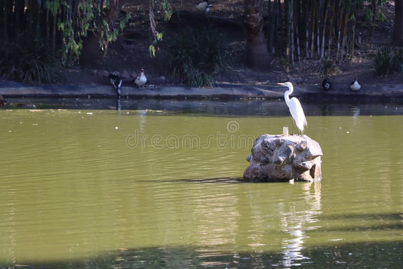 White Heron Standing on a Rock in a Pond Stock Photo - Image of resting ...