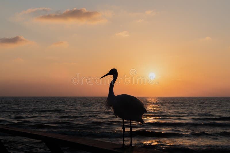 White heron at sunset stock photo. Image of rocks, beach - 182385838