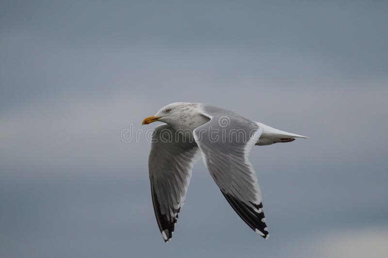 White Herring Gull Soaring through a Pristine Blue Sky Filled with ...