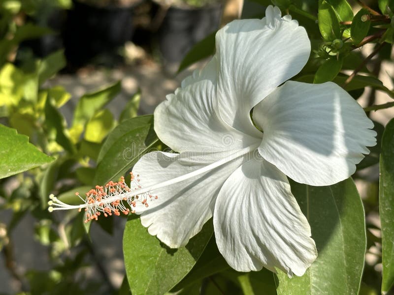 White Hibiscus Flower Closeup (lat.- Hibiscus Stock Image - Image of ...