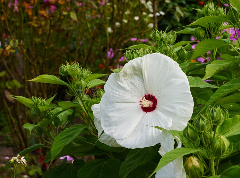 540 Giant Hibiscus Flower Stock Photos - Free & Royalty-Free Stock ...