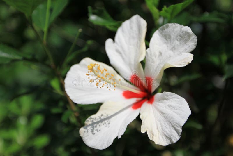 White Hibiscus Flower with Nature Back Ground Stock Image - Image of ...