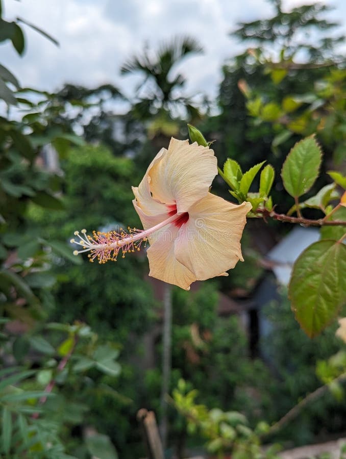 White Hibiscus Flower ( Sada Joba) Stock Photo - Image of plant ...
