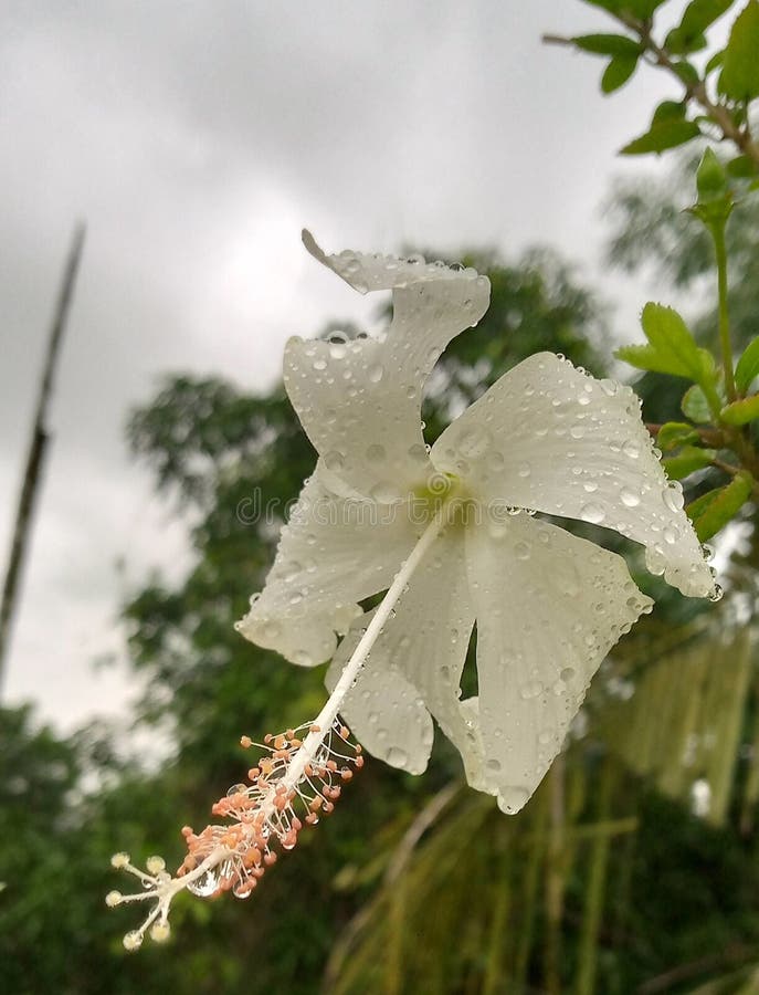 A White Hibiscus Flower Wet with Rain Stock Photo - Image of white ...