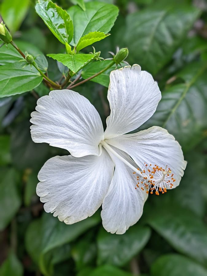 White Hibiscus in Full Bloom, Natural Elegance Stock Image - Image of ...