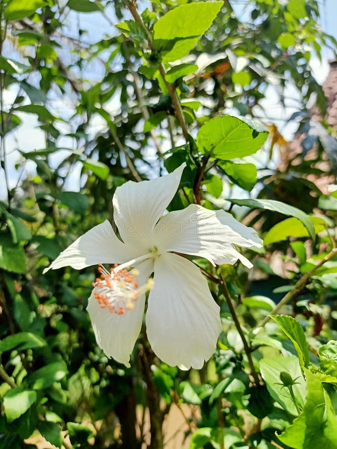 White Hibiscus, with Green Leaf at the Summer Stock Image - Image of ...