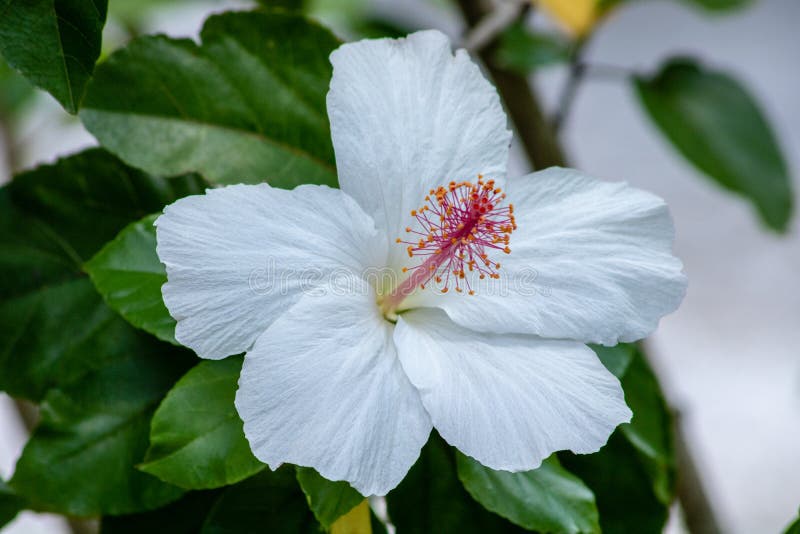 White hibiscus stock photo. Image of hibiscus, outdoors - 128026424