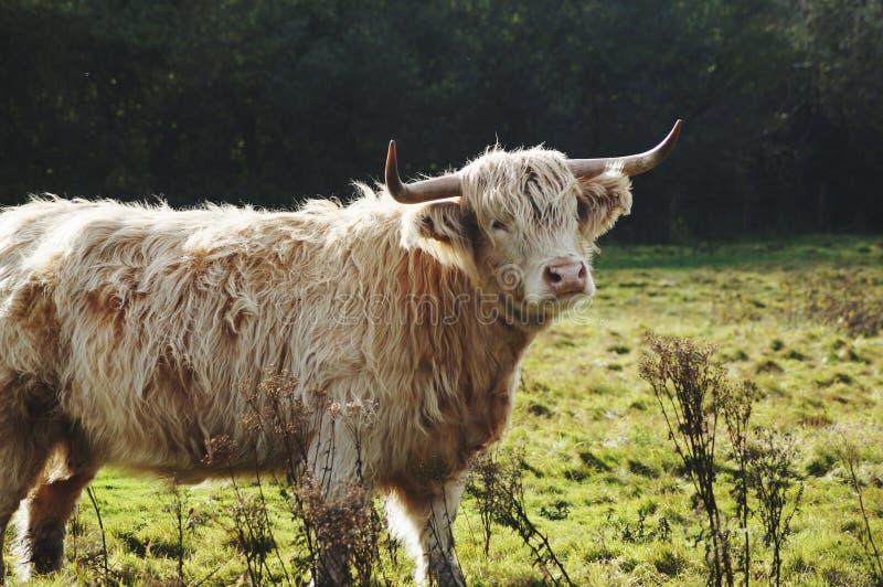 Highland Cow Posing in a Field in the Scottish Countryside Stock Photo ...