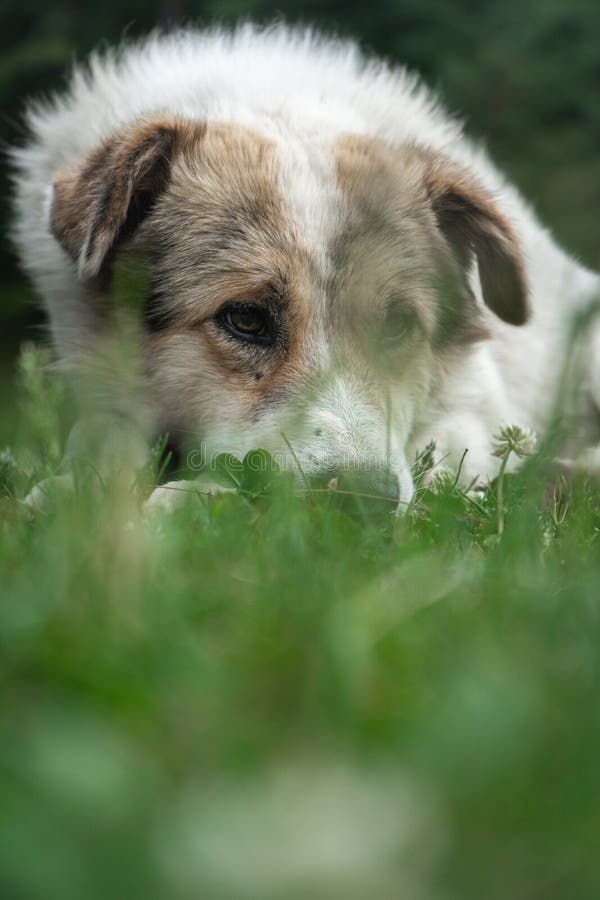 White Himalayan Dog Resting in the Natural Environment Stock Photo ...