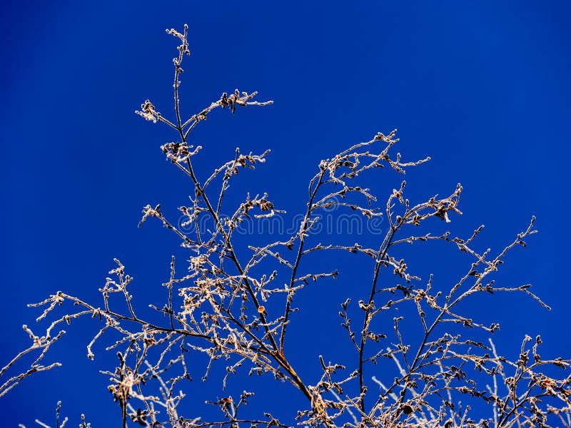 White Hoar-covered Tree Branches on Clear Blue Sky Background Stock ...