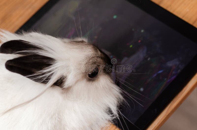 White Home Cute Rabbit Watching Tablet Stock Image - Image of ...