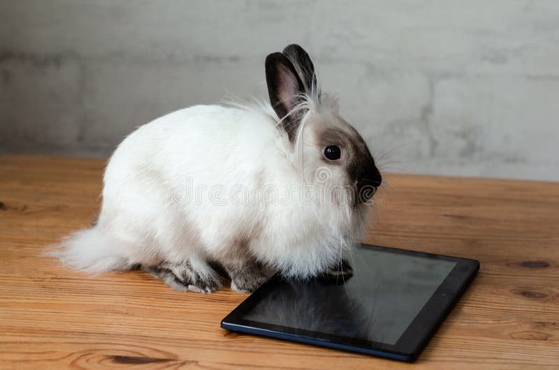 234 Rabbit Tablet Stock Photos - Free & Royalty-Free Stock Photos from ...