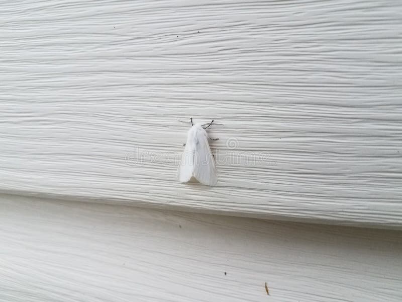 White Home Siding with White Moth Insect Stock Photo - Image of moth ...