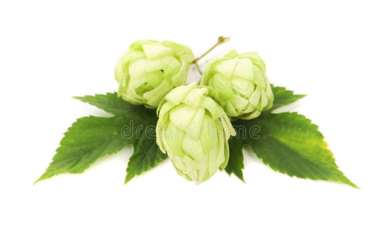 White Hop Flowers with Leaves. Stock Image - Image of plant, green ...