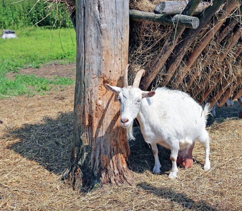 White Horned Goat on the Farm Stock Photo - Image of straw, horned ...