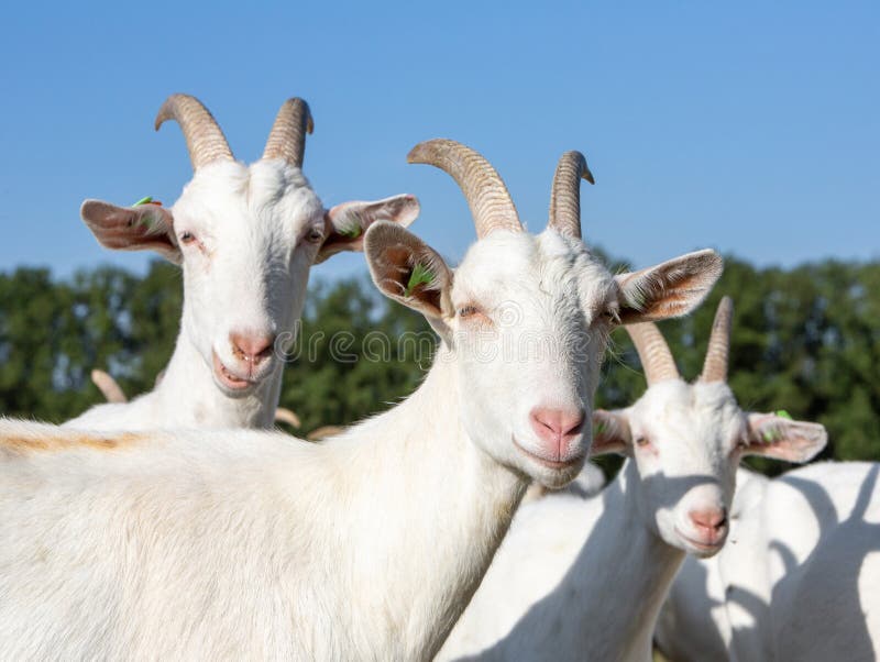 White Horned Goats in Meadow Stock Photo - Image of agriculture ...