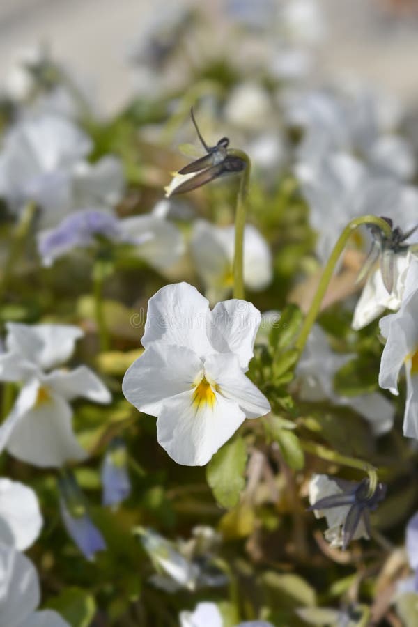 Horned violet stock image. Image of viola, horned, close - 255126643