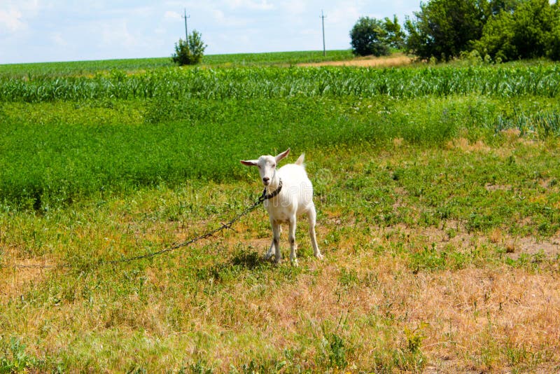 White Hornless Goat on a Pasture Grazes Stock Photo - Image of cattle ...
