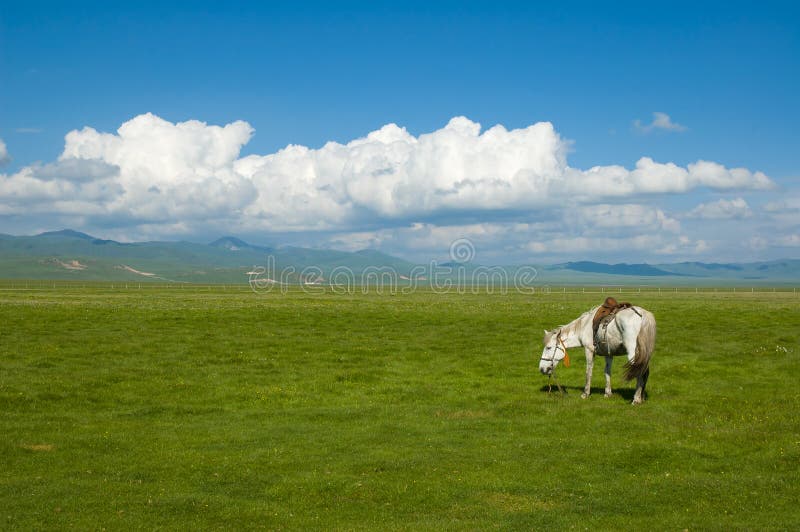 White horse stock image. Image of cloudland, mountain - 18798913