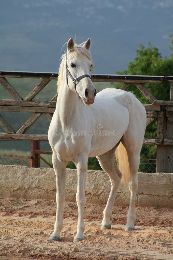 White horse stock image. Image of animal, white, domestic - 4265267