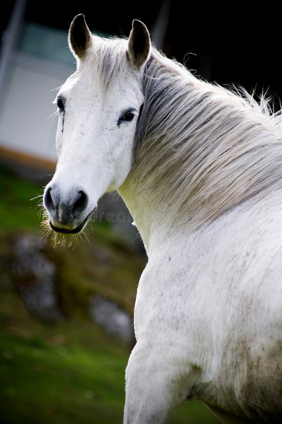 White horse stock photo. Image of outdoors, single, animal - 4901294