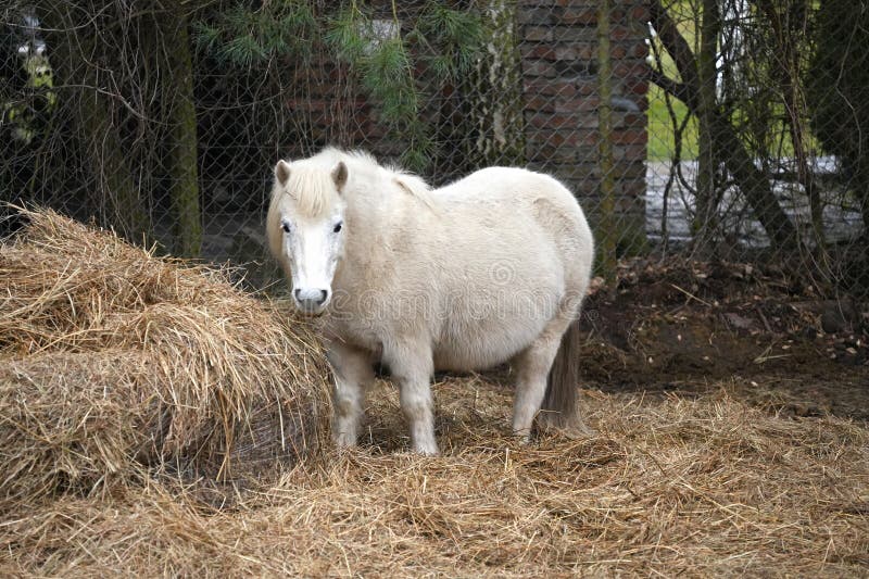 White Horse in Animal Pen Near Haystack Stock Image - Image of mane ...