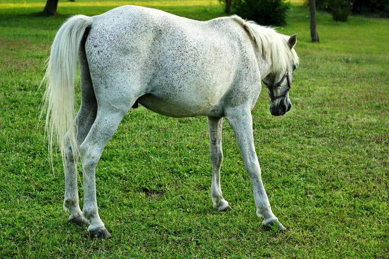 White Horse Back stock image. Image of stain, farm, outback - 61976175