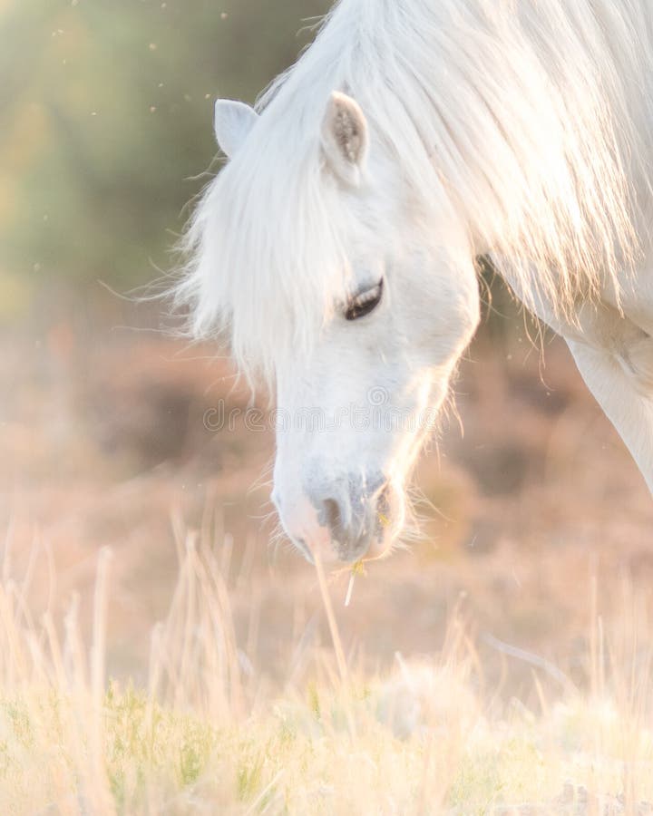 White Horse - Beautiful White Stallion Running on a Meadow at Dawn ...