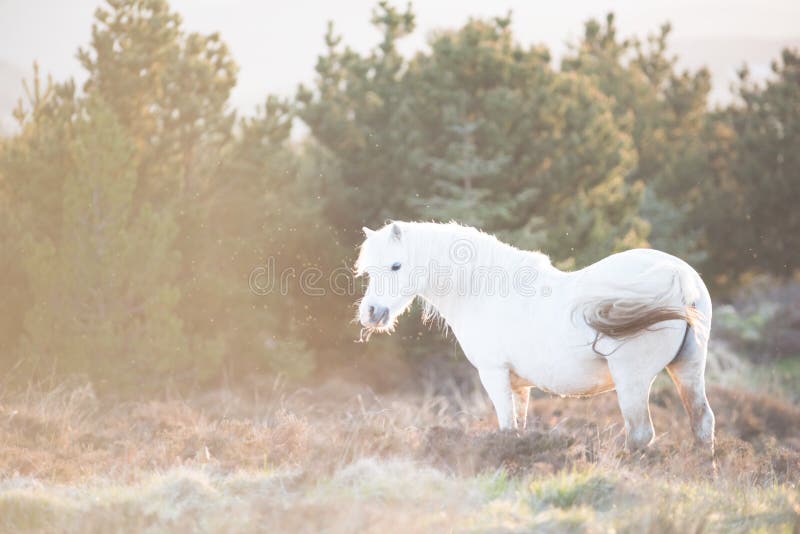 White Horse - Beautiful White Stallion Running on a Meadow at Dawn ...
