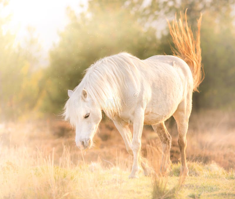 White Horse - Beautiful White Stallion Running on a Meadow at Dawn ...