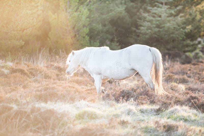 White Horse - Beautiful White Stallion Running on a Meadow at Dawn ...