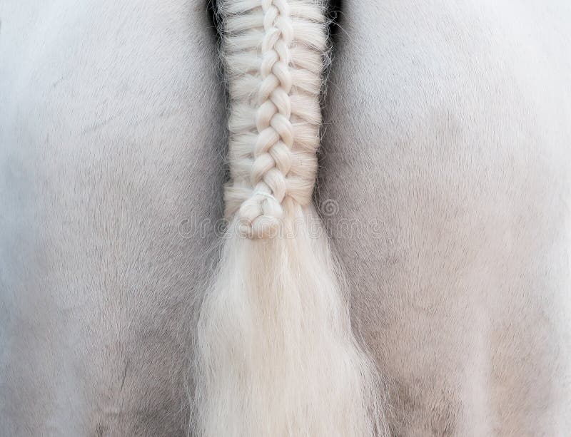 Plaited Horse Tail Stock Photos - Free & Royalty-Free Stock Photos from ...
