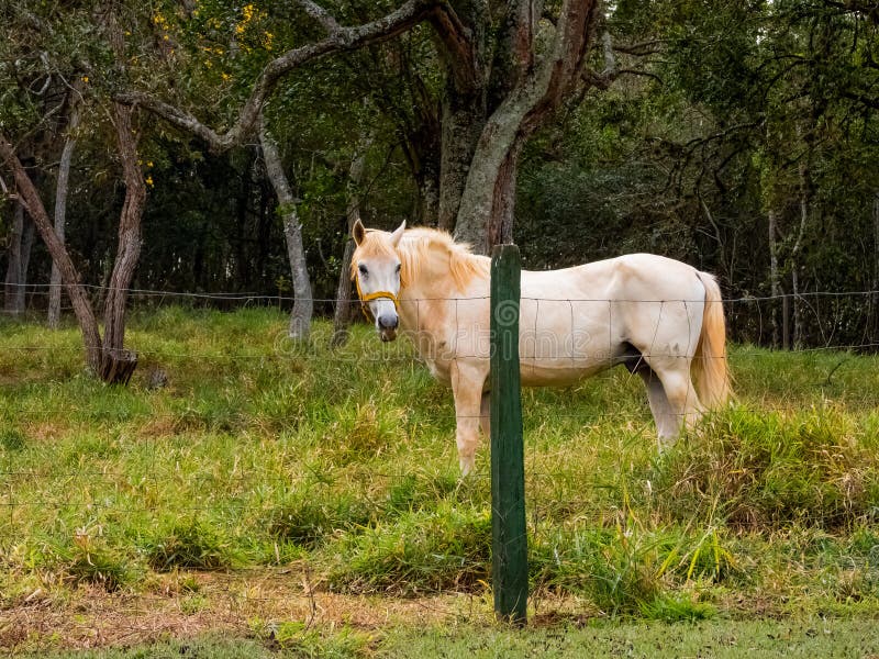 White horse behind a fence stock image. Image of grazing - 253438921
