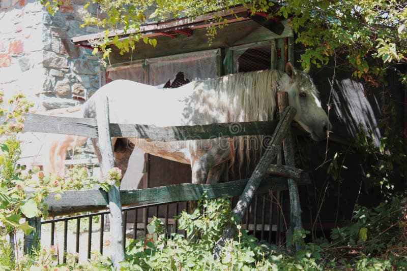 Horse Behind Old House Stock Photos - Free & Royalty-Free Stock Photos ...