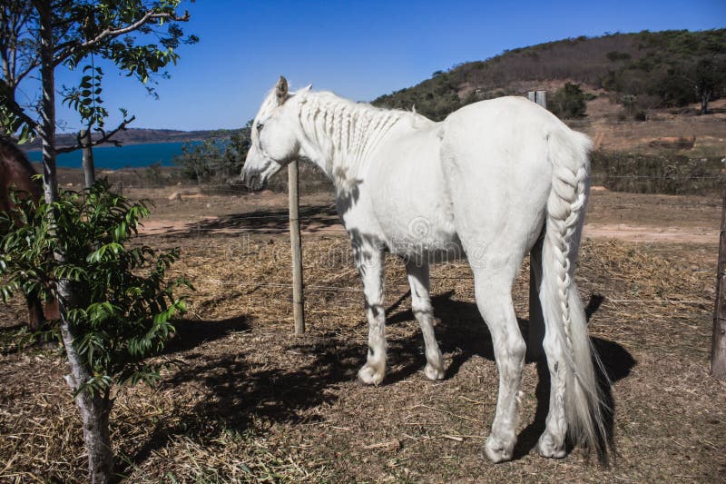 White Horse with a Braided Mane and Tail Stock Photo - Image of beast ...