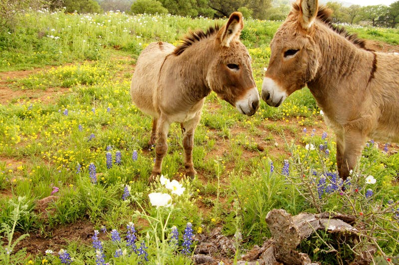 Kissing Donkeys stock image. Image of bluebell, grass - 28167969