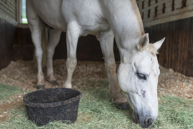 White Horse stock photo. Image of white, work, barrier - 32339950