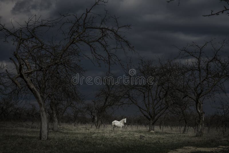 White Horse in a Dark Scary Forest Stock Image - Image of environment ...