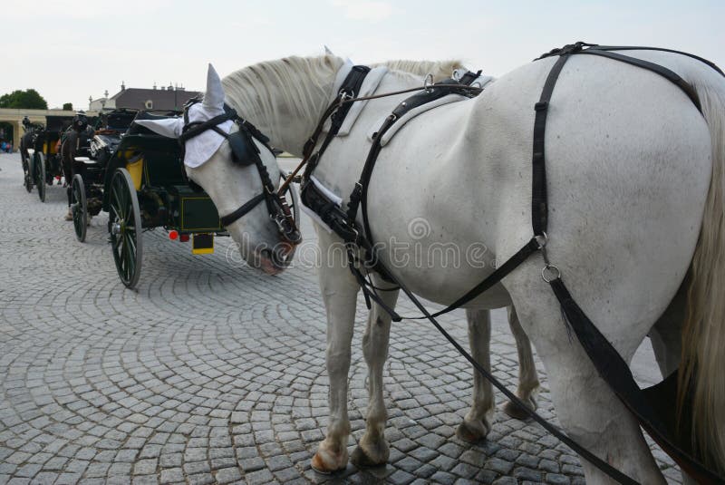 White Horse Drawn Carriage Looking Back Stock Photo - Image of carriage ...
