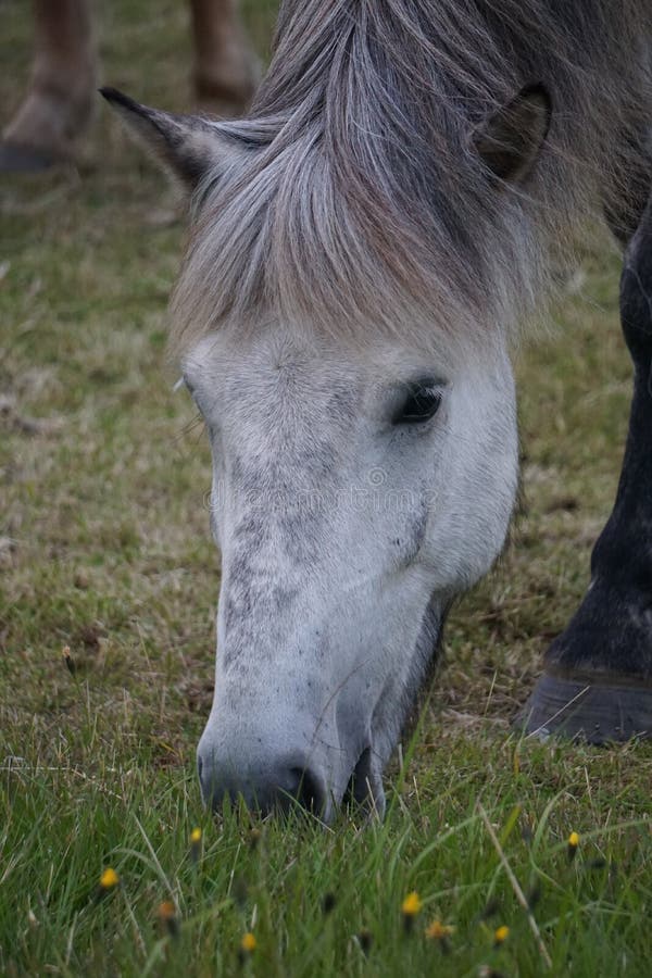 White Horse Eating Grass on Pasture - Close-up on Head Stock Image ...