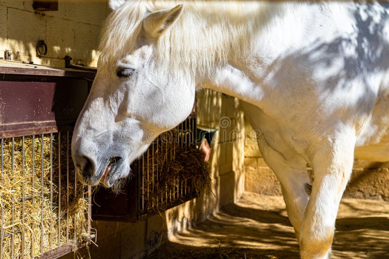 White Horse Equus Ferus Caballus in Zoo Barcelona Stock Photo - Image ...