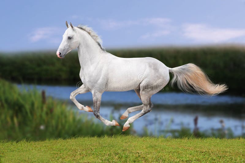 White Horse Galloping in Evening Meadow Stock Photo - Image of horse ...