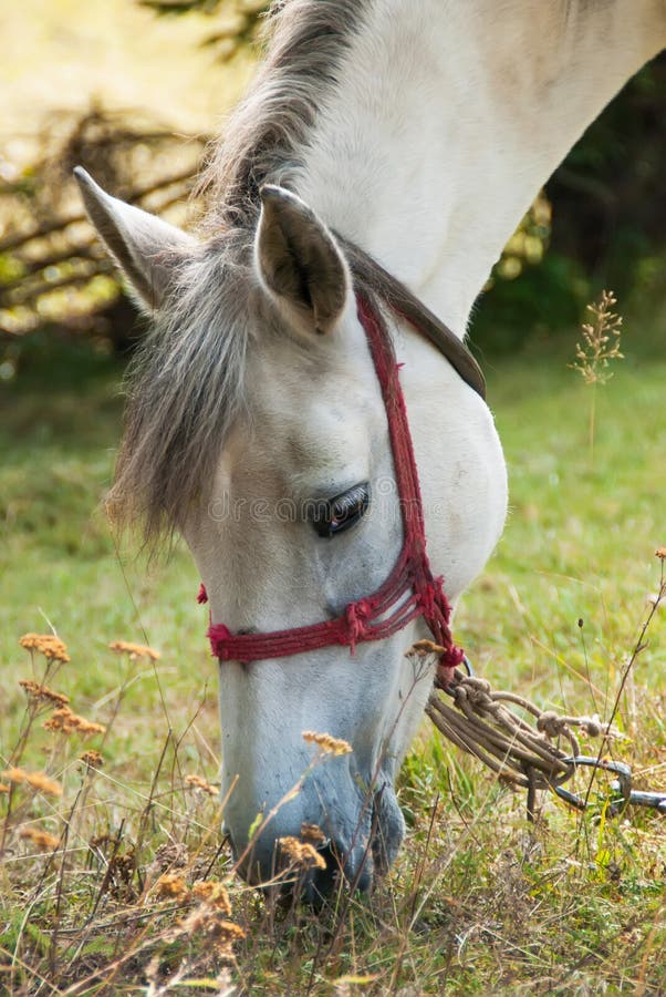 White horse grazing stock image. Image of eating, ears - 45411869