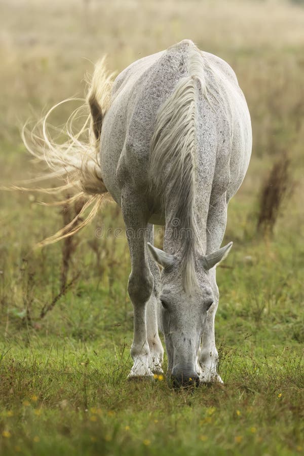 White Horse Grazing in the Meadow Stock Photo - Image of white, power ...