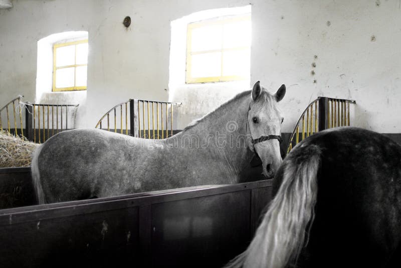 White Horse Inside a Stable Stock Photo - Image of leisure, head: 35963954