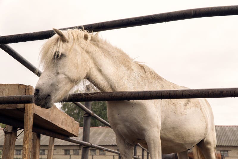 White Horse with Long Bangs at the Ichalkovsky Stud Farm Stock Image ...
