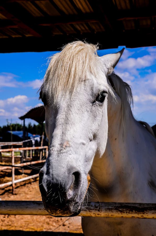 A White Horse with a White Mane and a Black Nose is Standing in a Pen ...