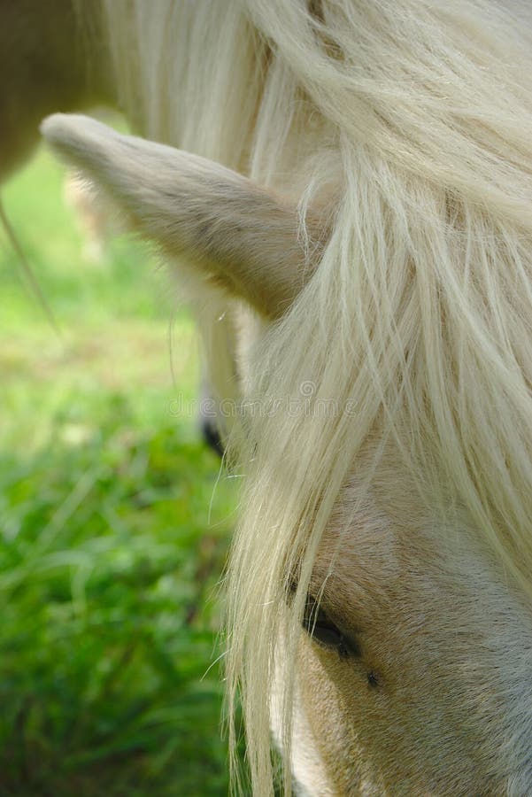 White horse mane and look stock image. Image of horse - 116559609