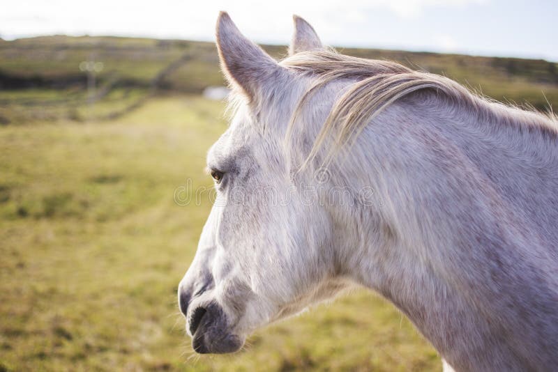 White Horse Mane, Stables for Horses Stock Image - Image of eyes, farm ...