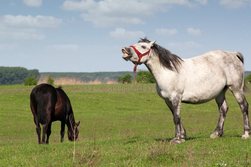 Funny Horse stock photo. Image of animal, pony, joke - 24545240
